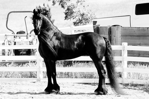 friesian photos!: equestrian — LiveJournal